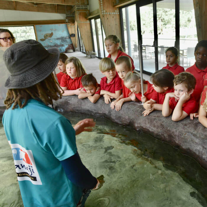 Primary School Excursions - Irukandji Shark & Ray Encounters