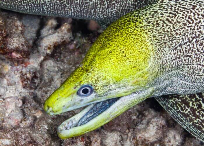 Eels - Irukandji Shark & Ray Encounters